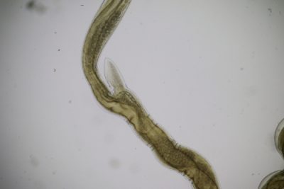 Back from the Vet: Gastrointestinal Parasites in Goats - Goat Journal